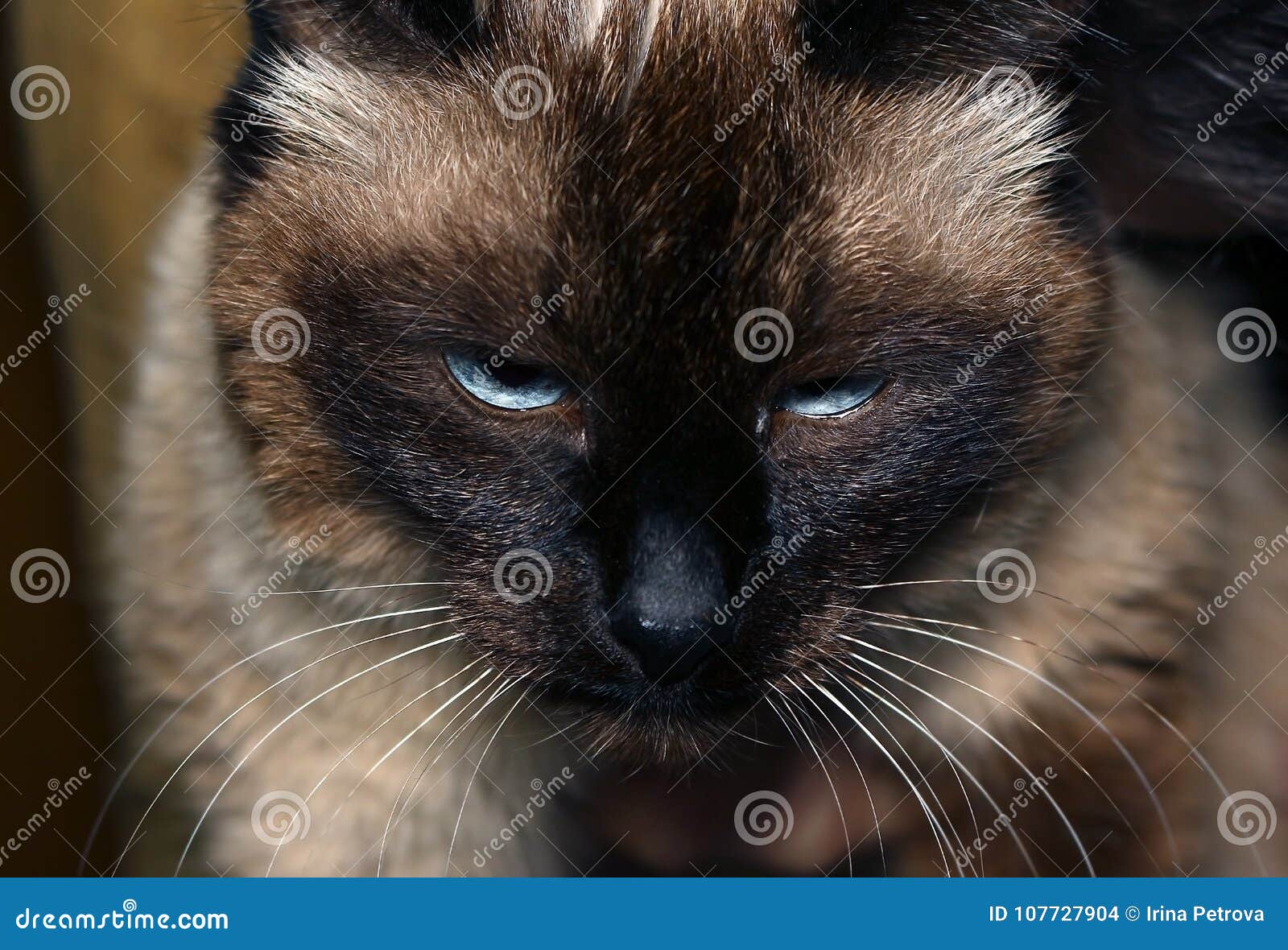 Cat with a Disgruntled Face Stock Photo - Image of annoyed, head: 107727904