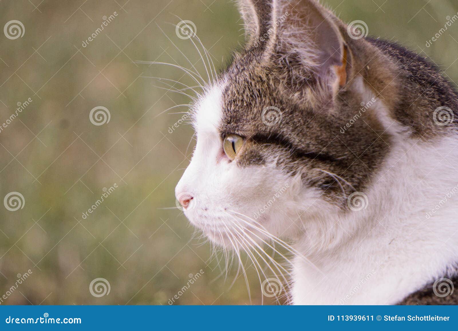 A Cat is Looking and Thinking Stock Image - Image of cute, cuddly ...