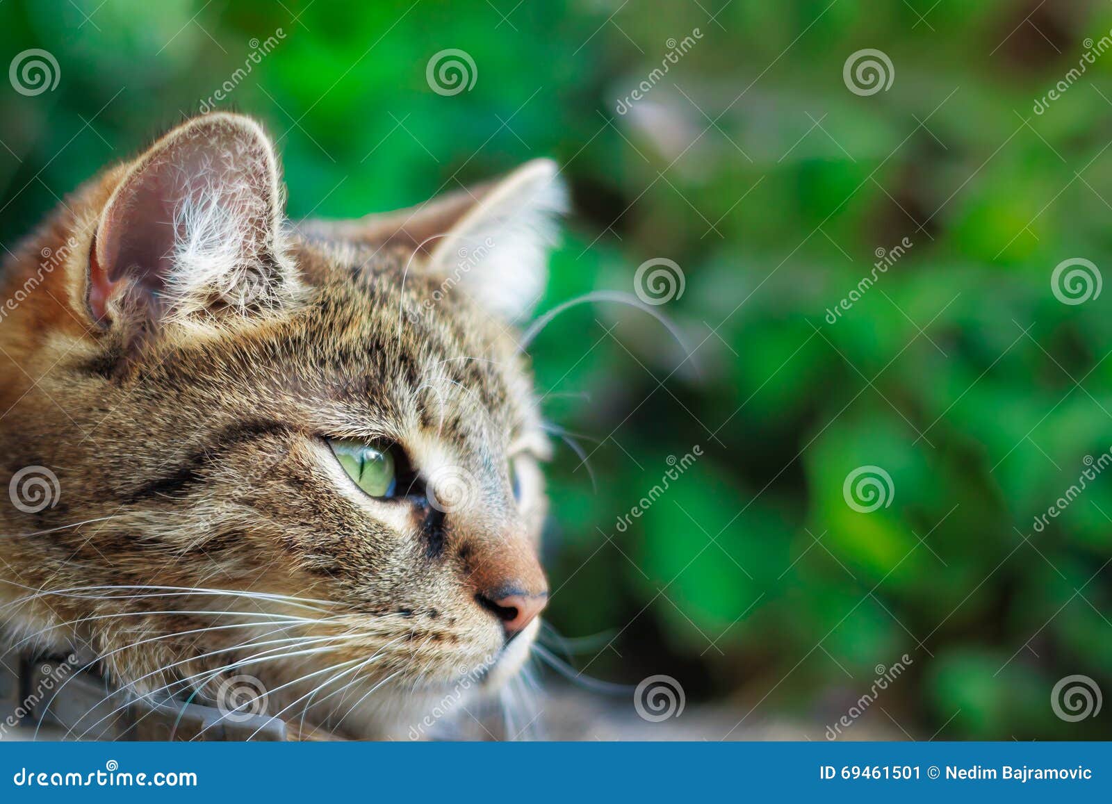 Cat looking to the right stock image. Image of resting - 69461501