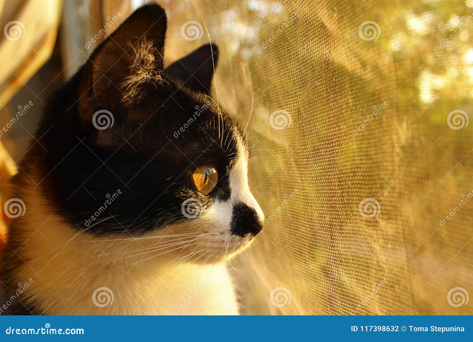 Cat Looking To the Side. Cat Close-Up Stock Photo - Image of furry ...