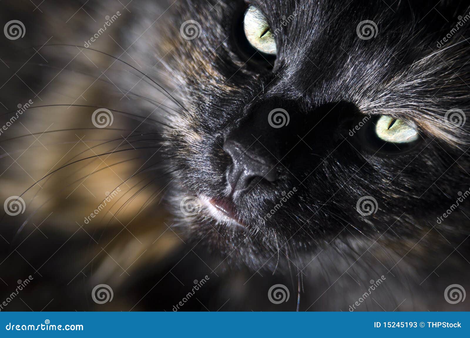 Cat Looking Up stock image. Image of face, kitten, kitty - 15245193