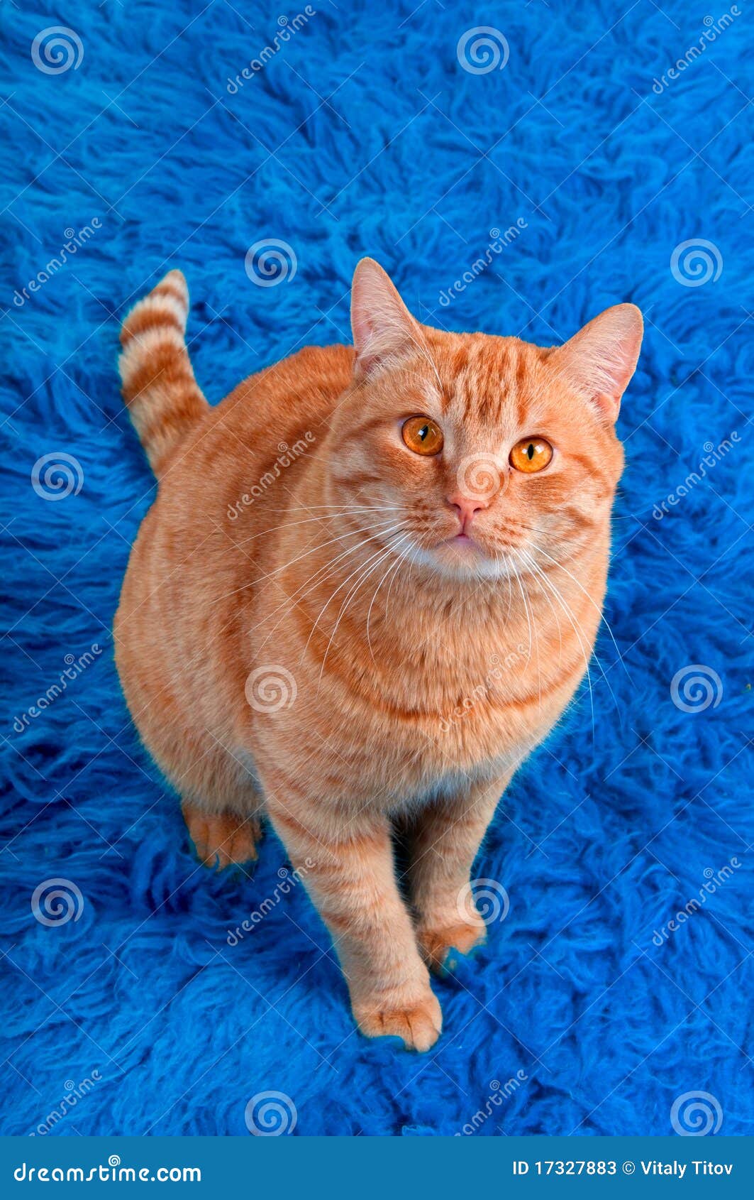 Cat looking up stock image. Image of posing, beautiful - 17327883