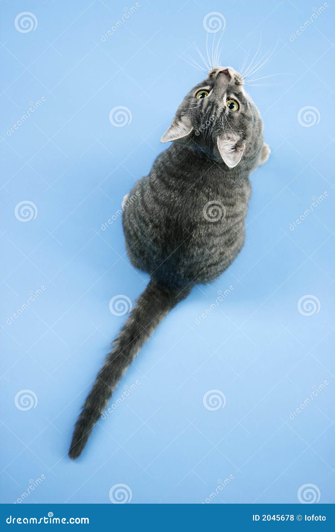 Cat looking up. stock photo. Image of curious, gray, tabby - 2045678