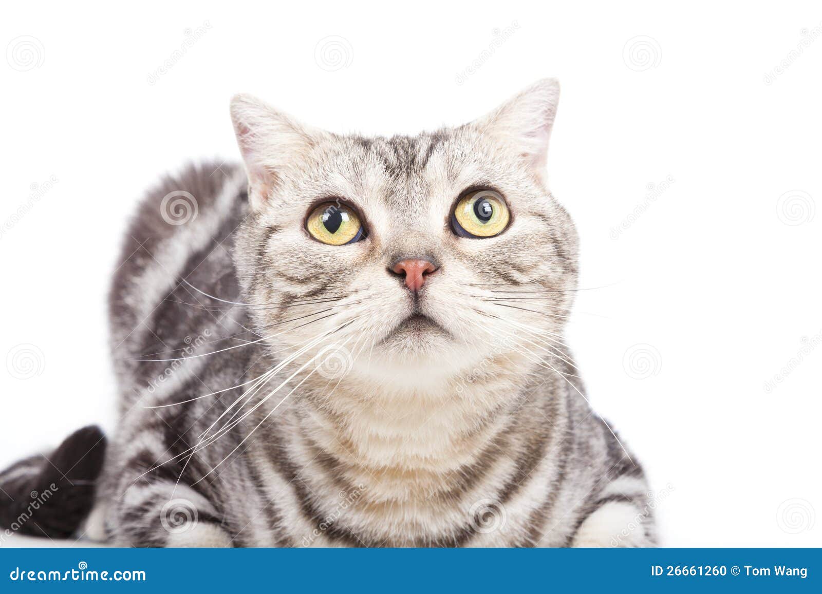 Cat looking up stock photo. Image of looking, face, cute - 26661260