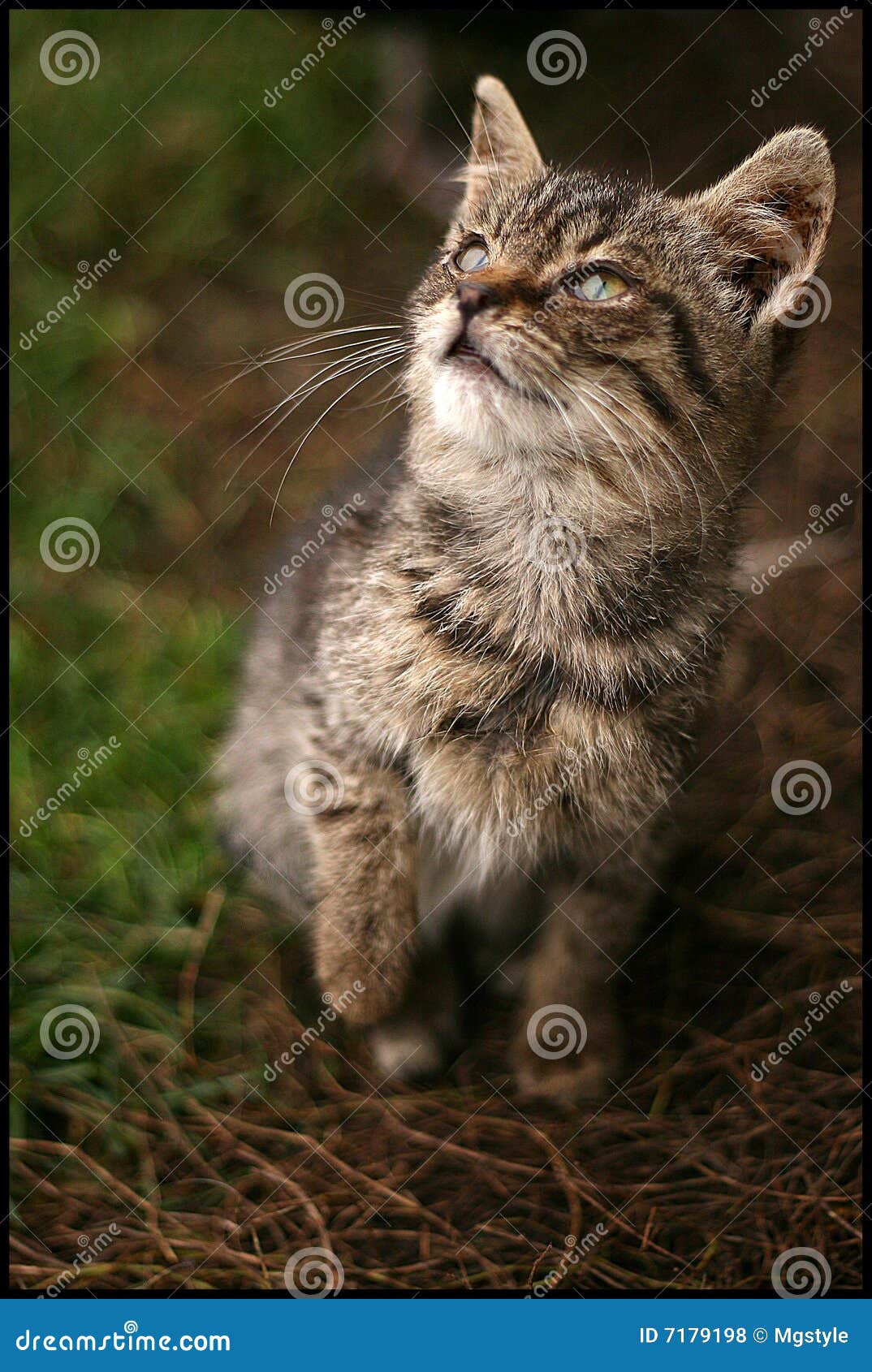 Cat looking up stock photo. Image of paws, kitten, little - 7179198