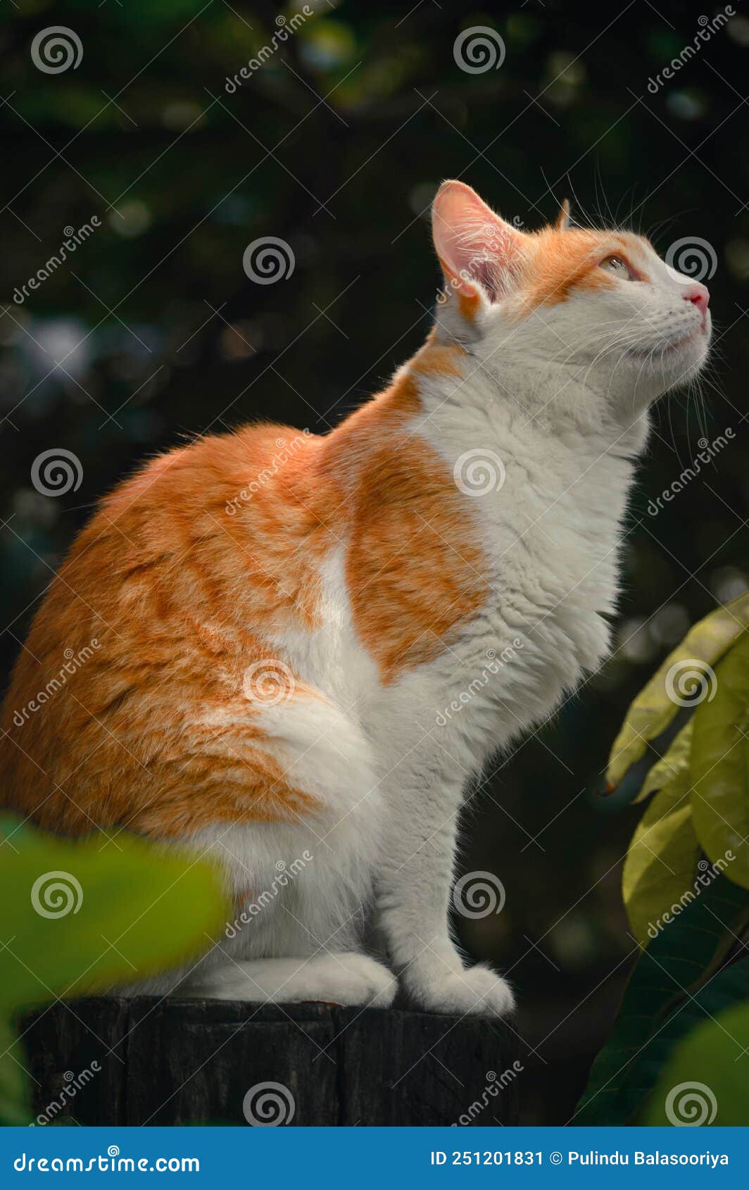 Cat looking up stock image. Image of wildcat, looking - 251201831
