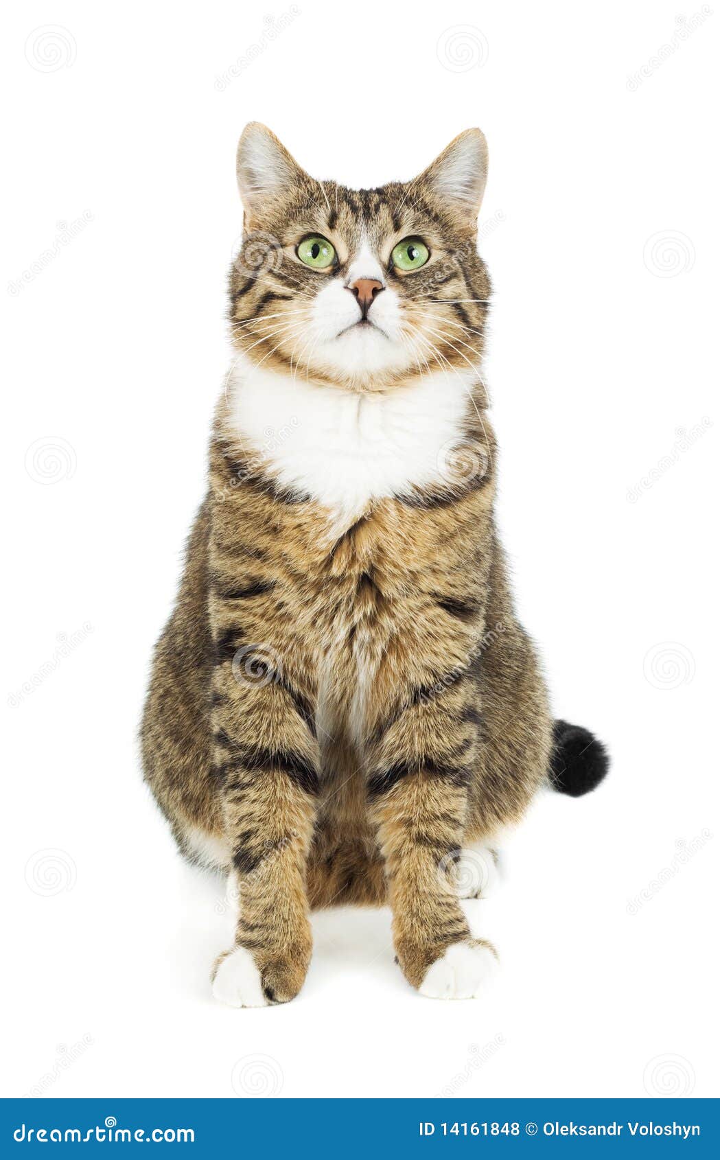 Cat Looking Up. Copy Space. Isolated Stock Photo - Image of cute, tabby ...