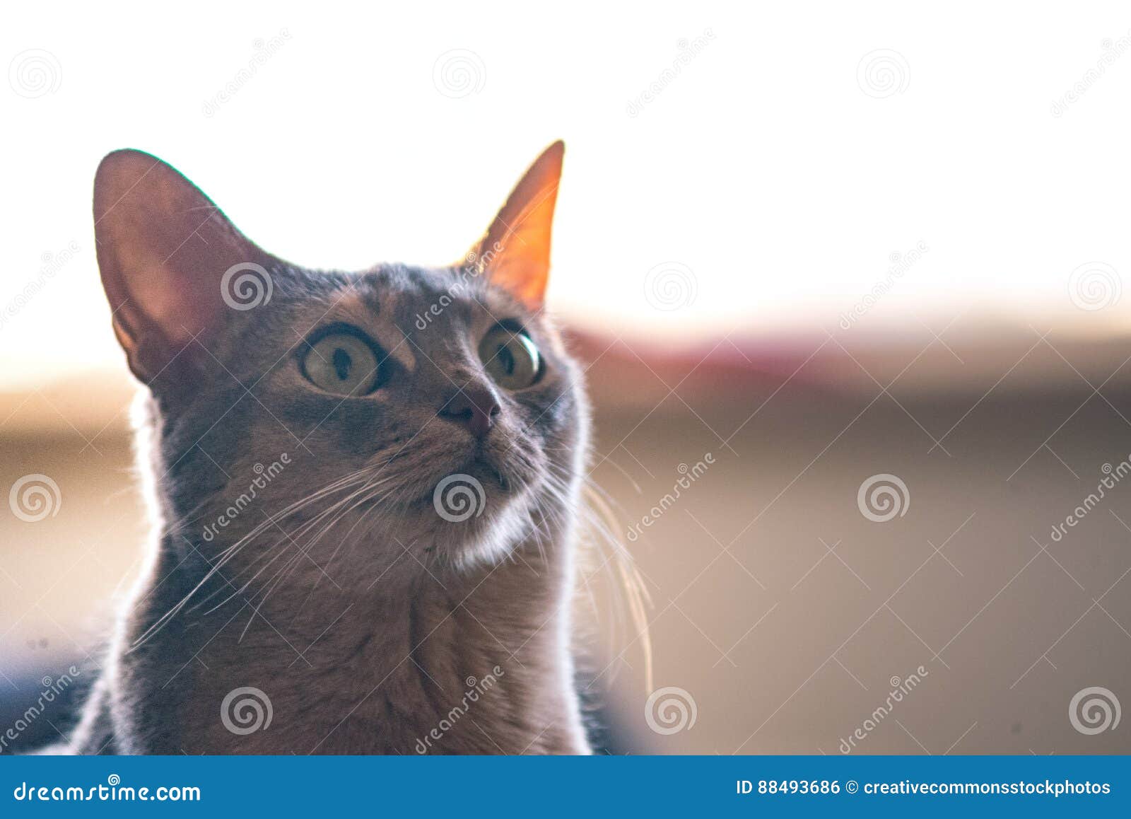 Cat Looking Up Picture. Image: 88493686