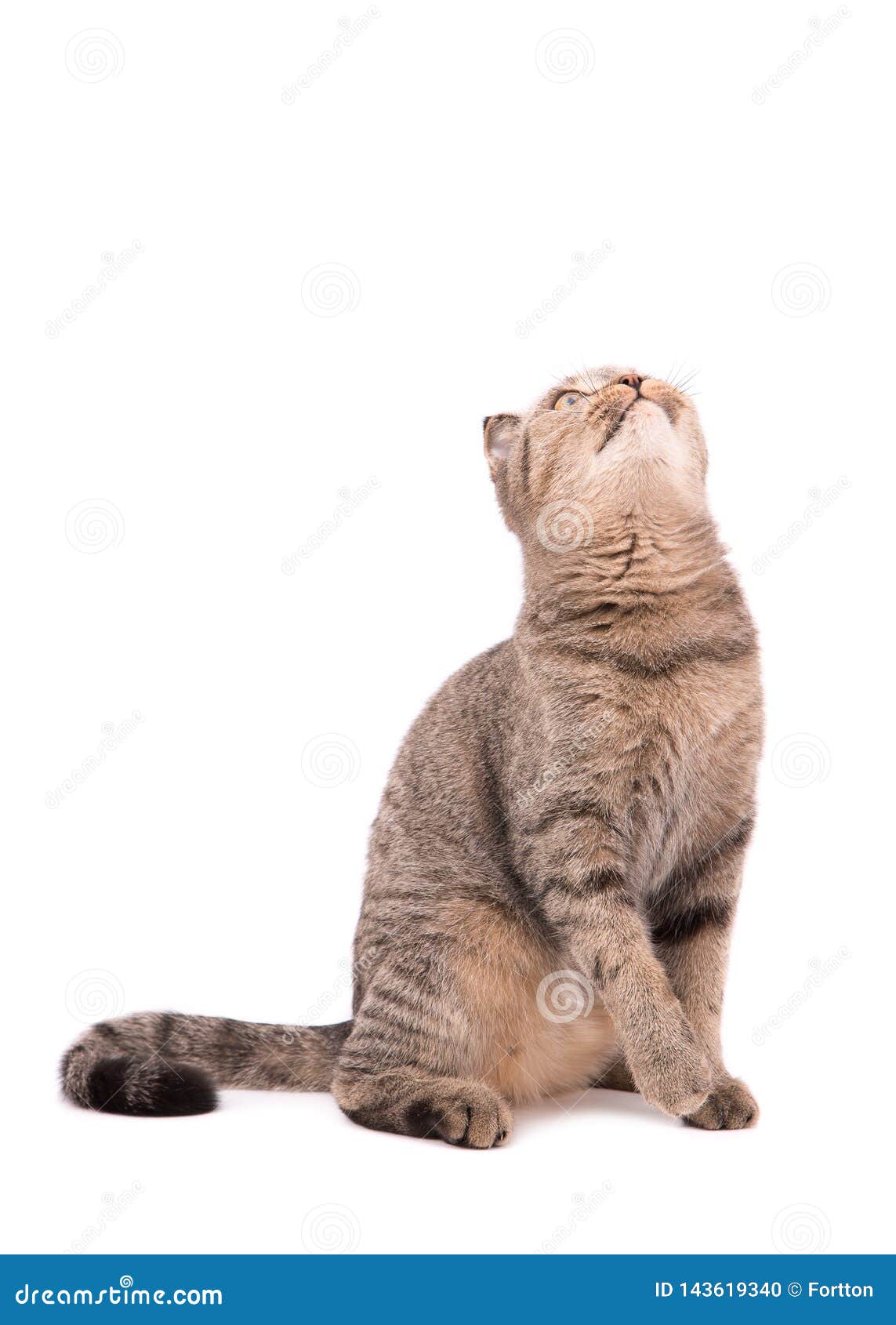 The cat is looking up stock photo. Image of adorable - 143619340