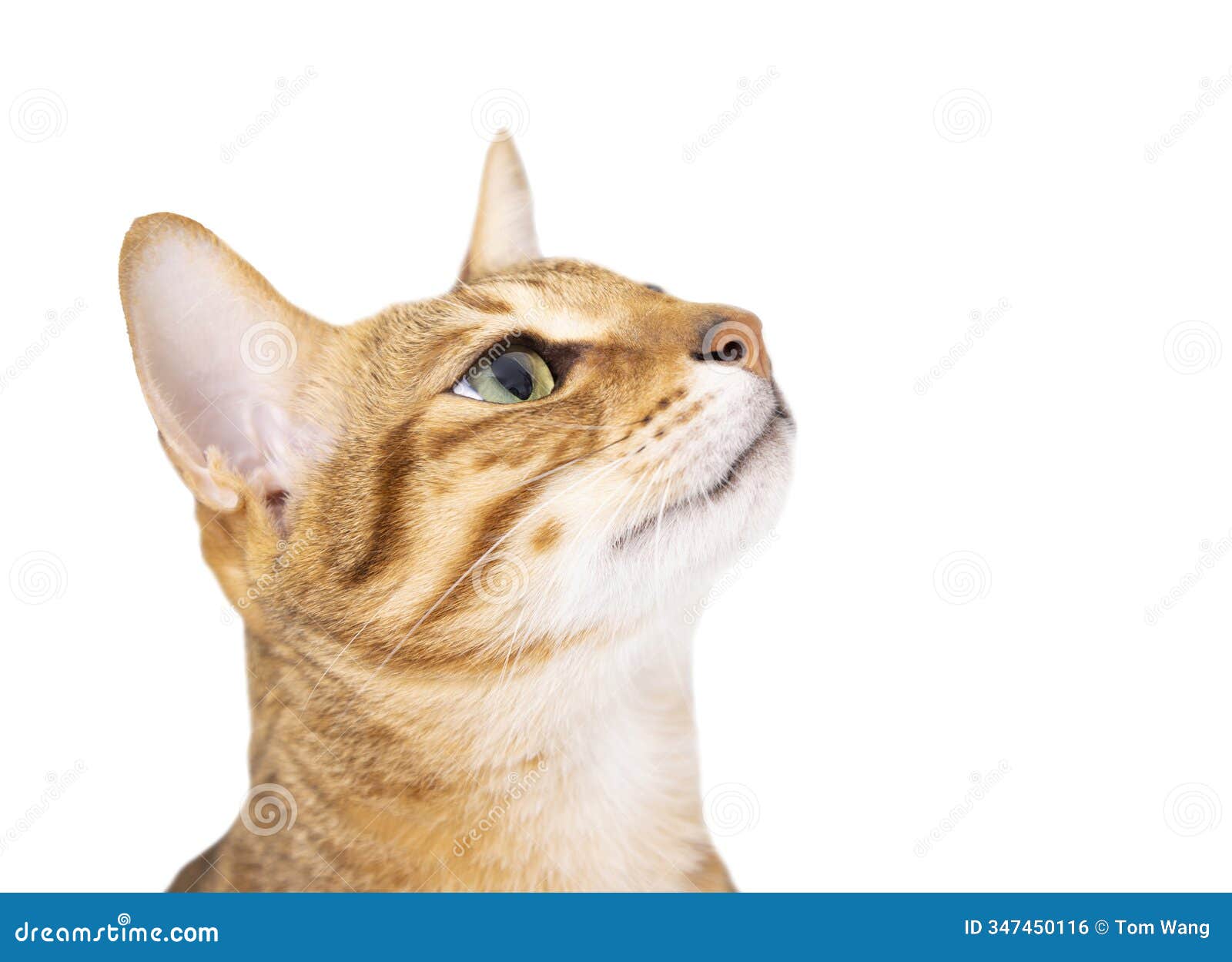 Cat Looking Up and Isolated on White Stock Photo - Image of copy, look ...