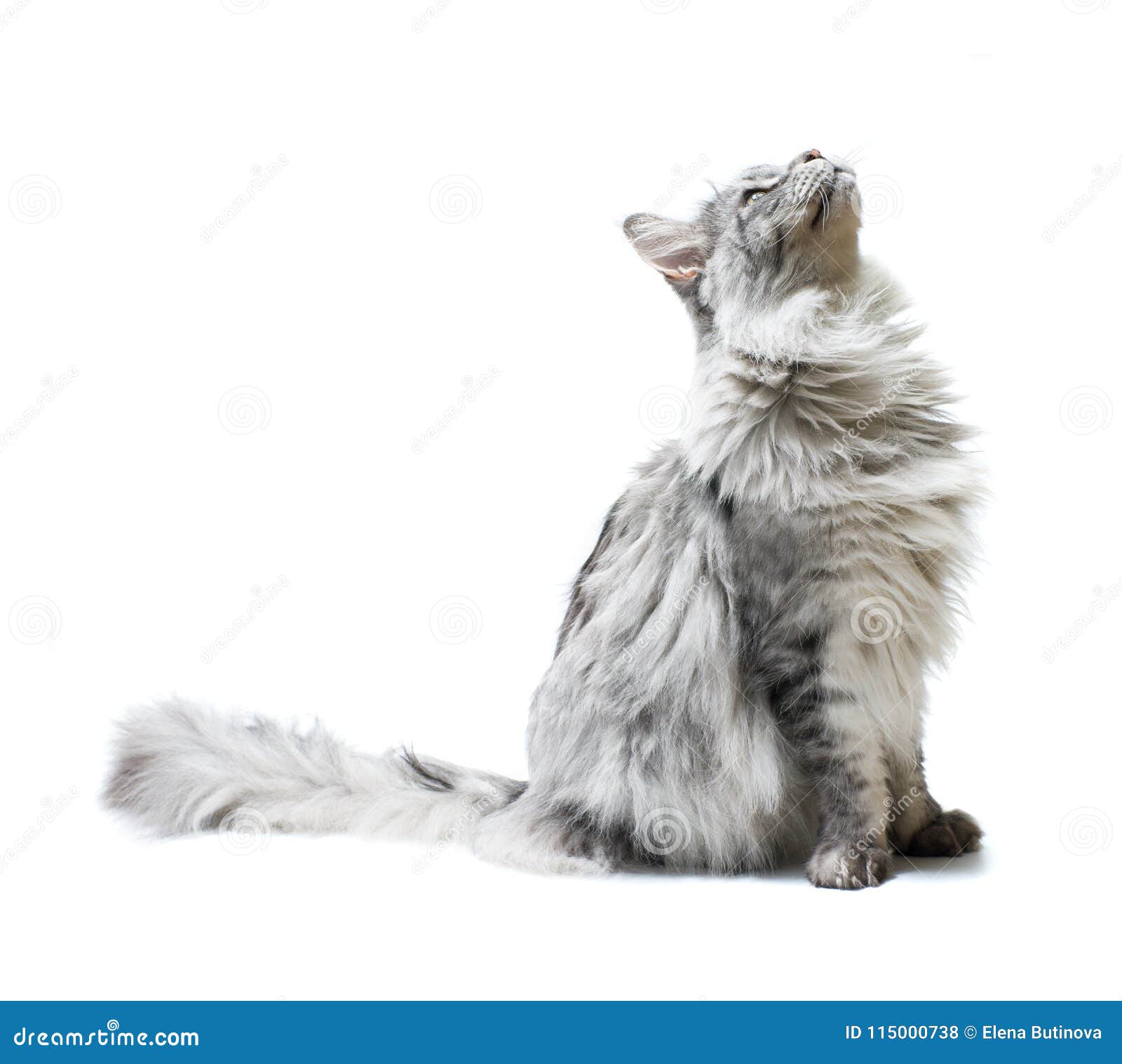 Cat Looking Up Isolated on White Background Stock Photo - Image of eyes ...