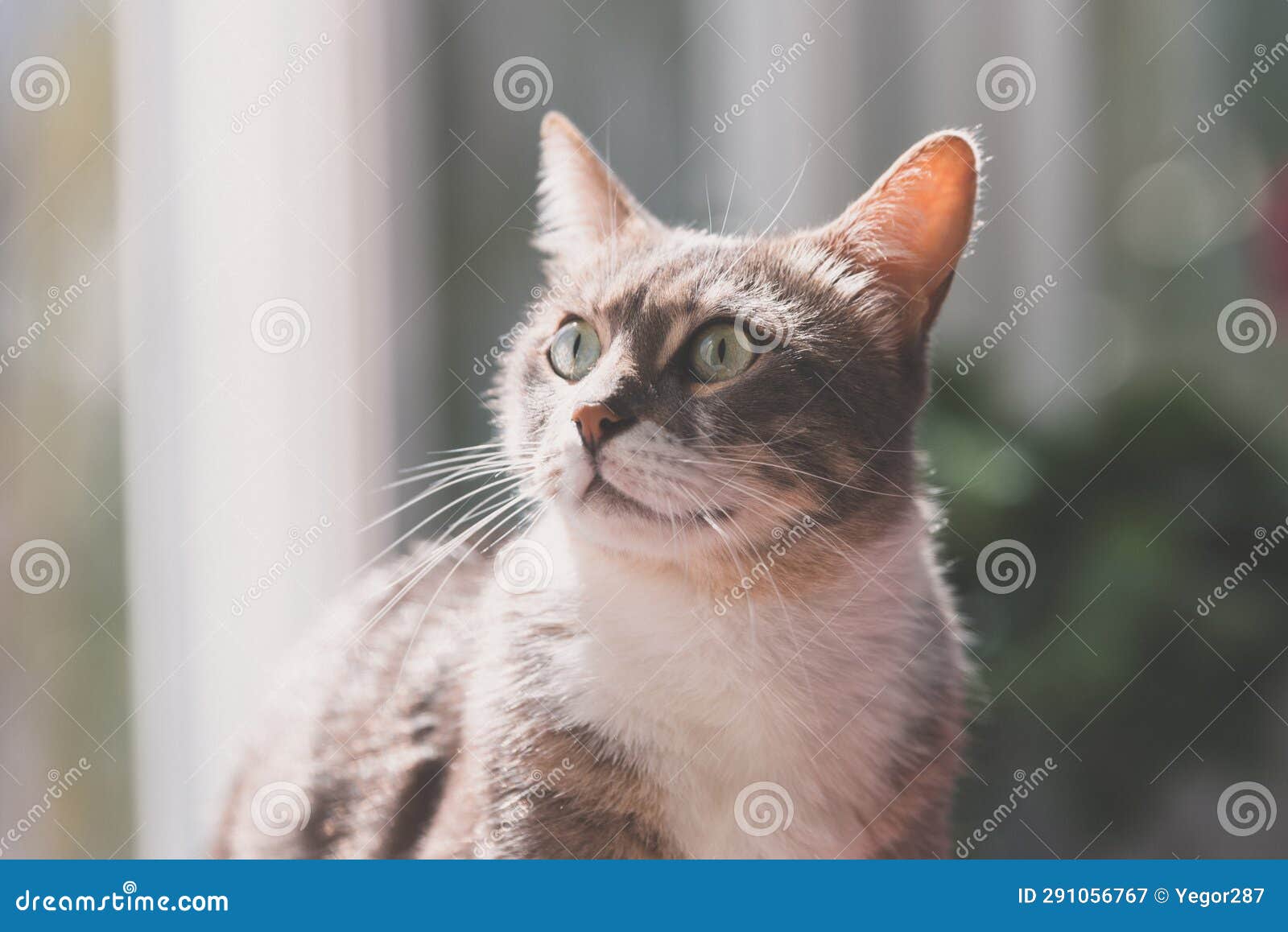 Wided Eyes Stock Photos - Free & Royalty-Free Stock Photos from Dreamstime