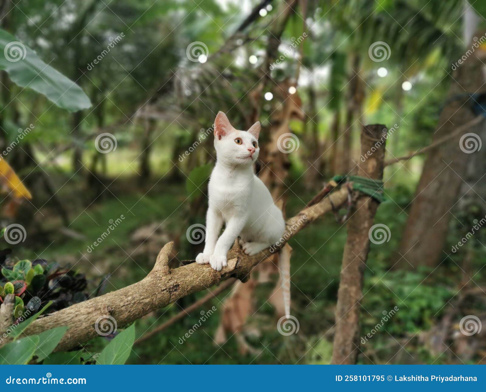 Cat looking up on the tree stock image. Image of plant - 258101795