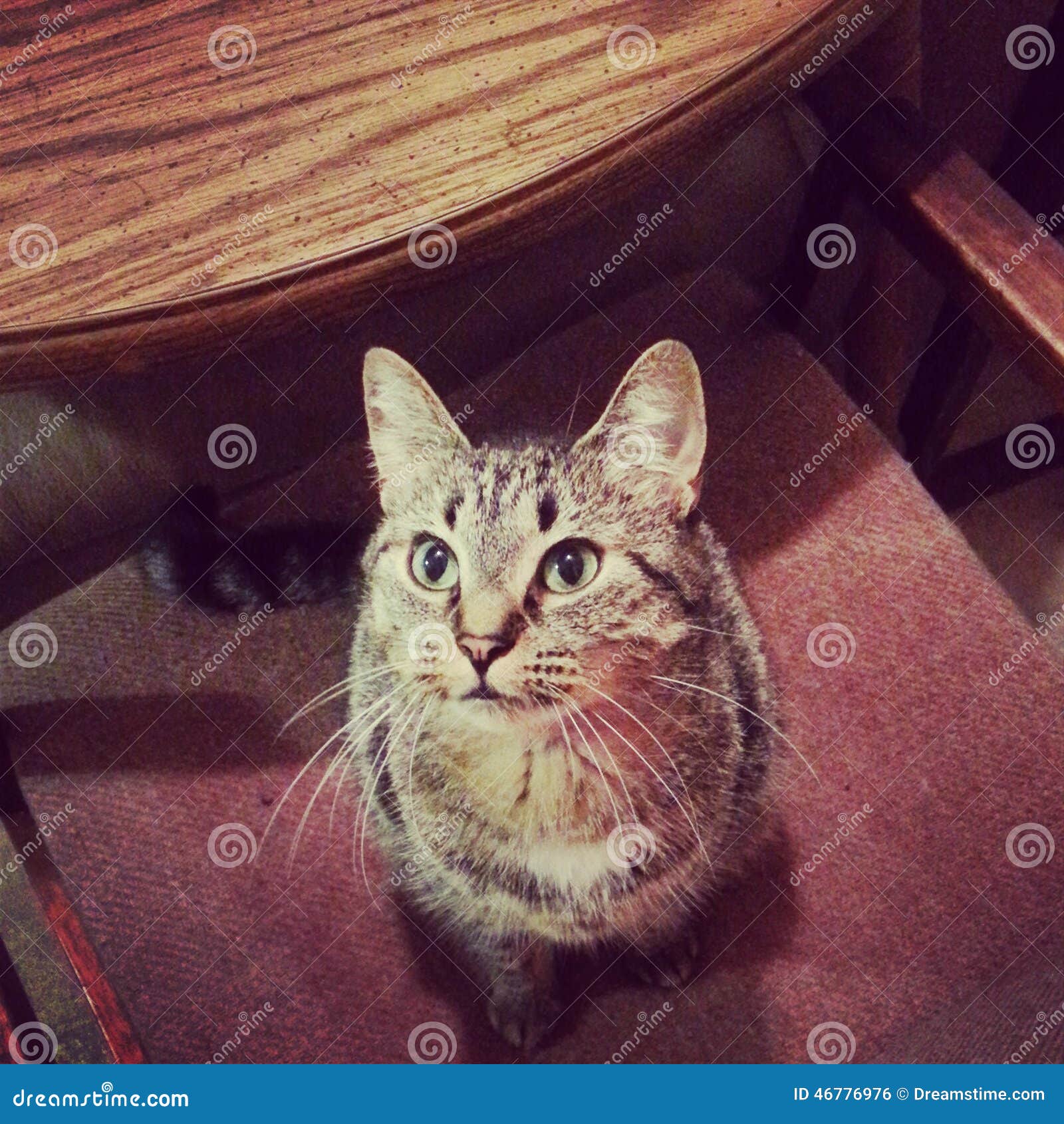 Cat stock photo. Image of looking, focused - 46776976