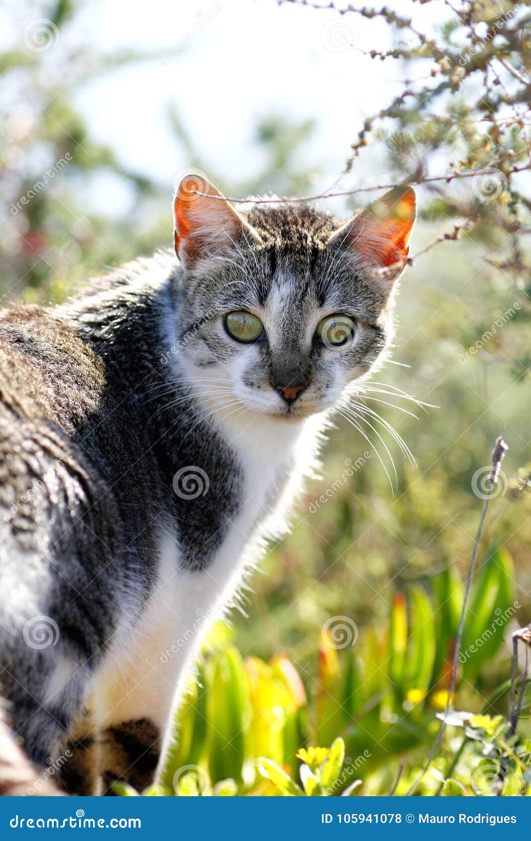 Cat looking stock photo. Image of looking, cute, sunny - 105941078