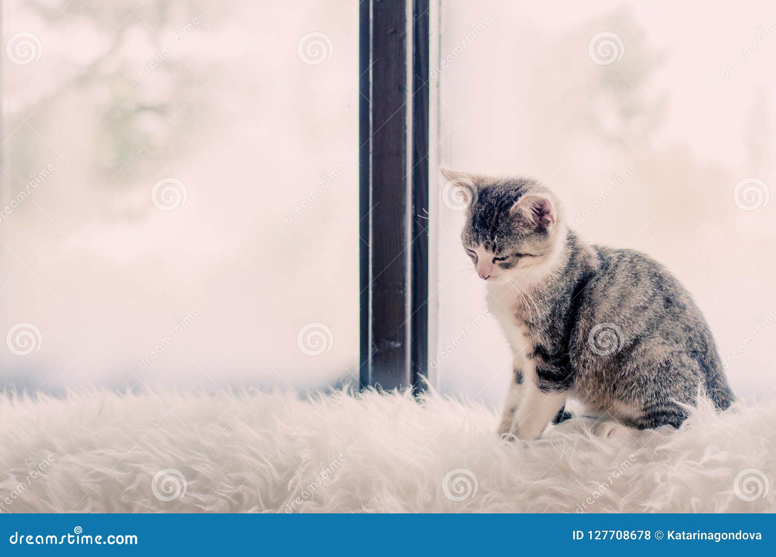 Cat looking through window stock photo. Image of simple - 127708678