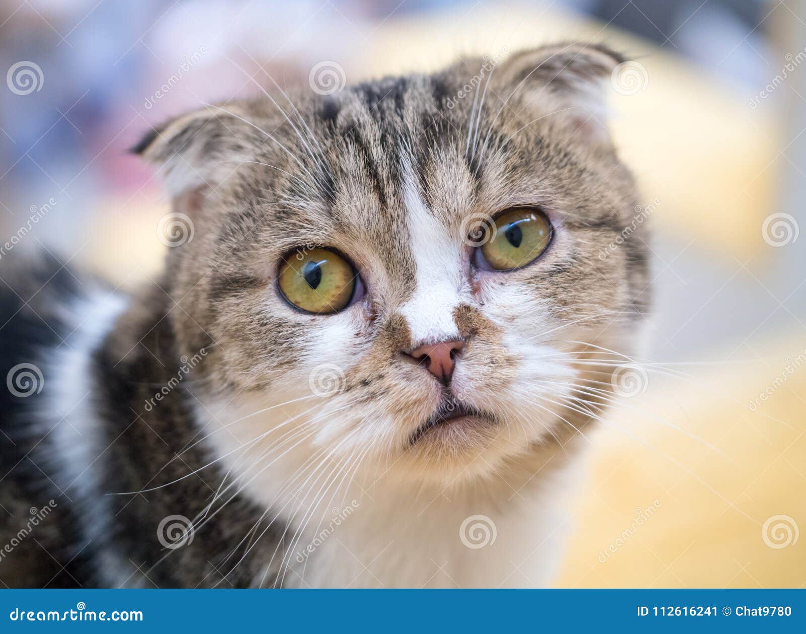 A wondering cat stock image. Image of animal, portrait - 112616241