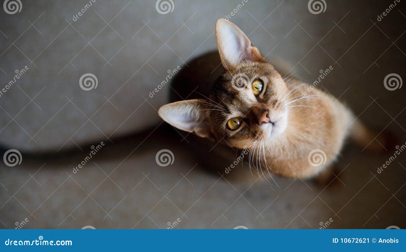 Cat looking at you stock image. Image of shorthair, curiosity - 10672621
