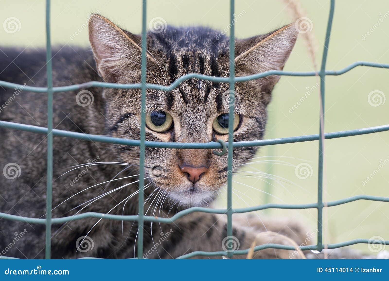 Cat while looking at you stock photo. Image of breed - 45114014