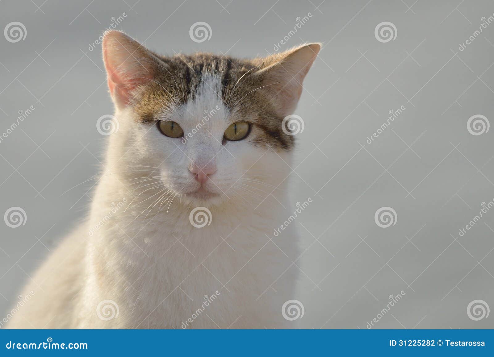 Cat looking at you stock photo. Image of contrast, sleep - 31225282