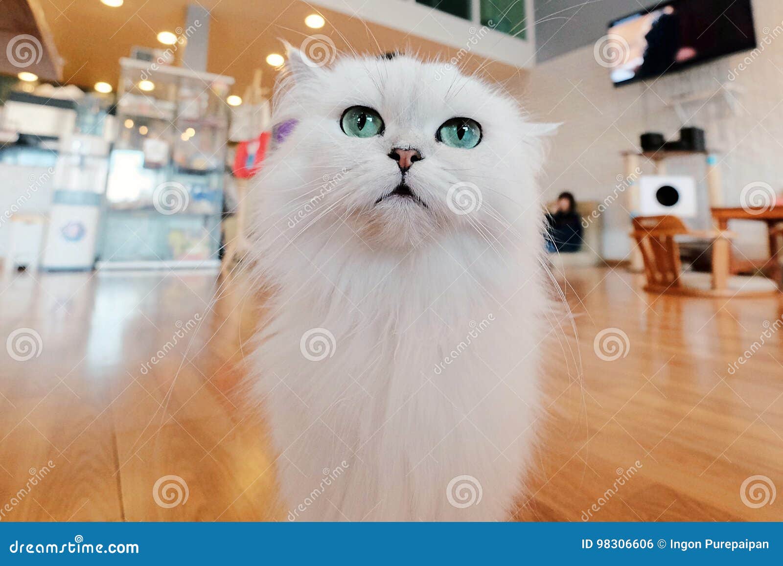 Cat looking at you stock photo. Image of breed, cats - 98306606