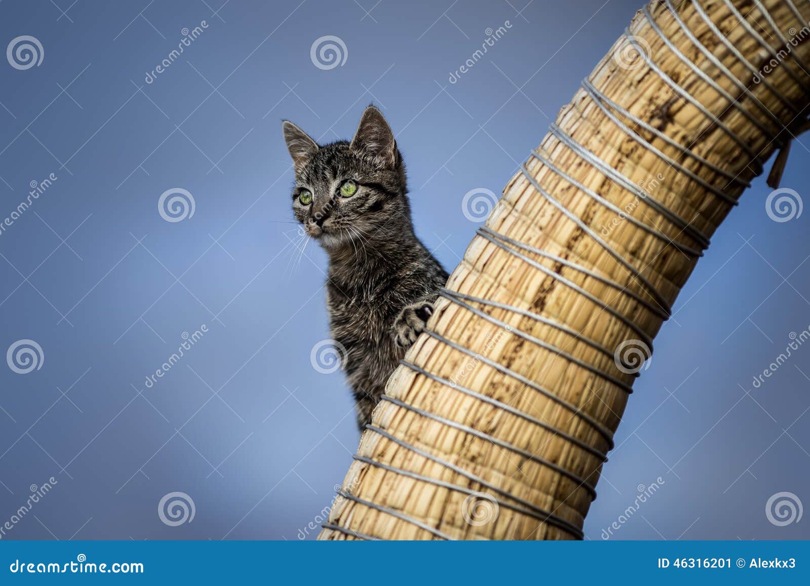 Cat on the lookout stock image. Image of high, acrobat - 46316201