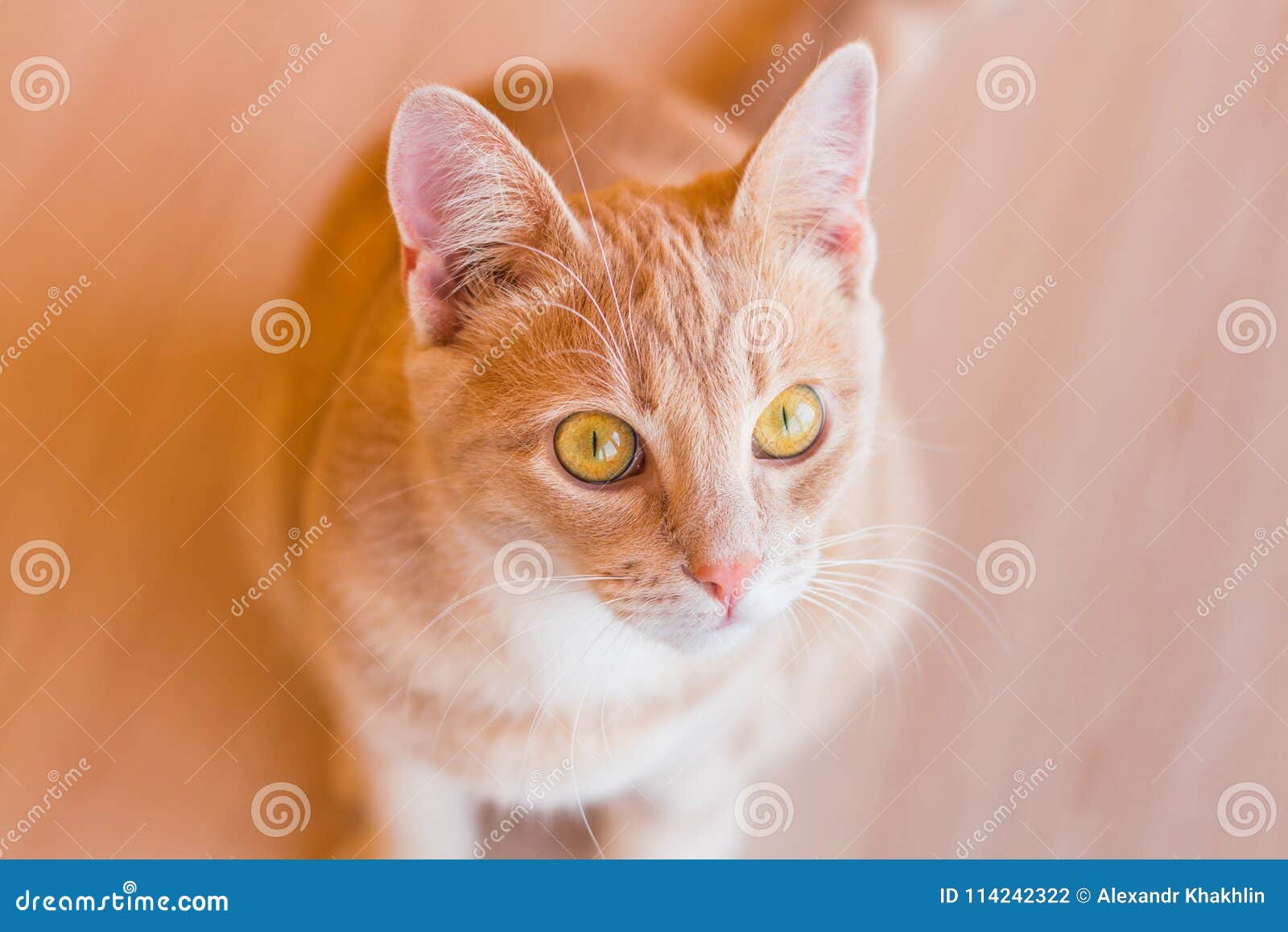 The Cat Looks from Below or Look at the Cat from Above Stock Photo ...