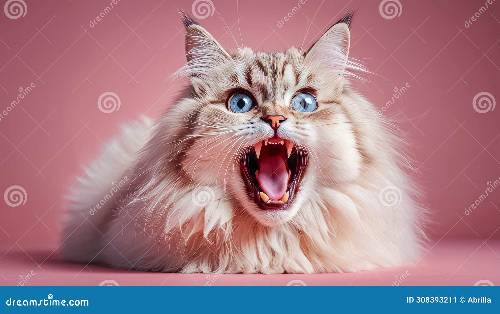 The Cat Looks with Big Eyes, is Surprised and Indignant, Meows. Cyclic ...