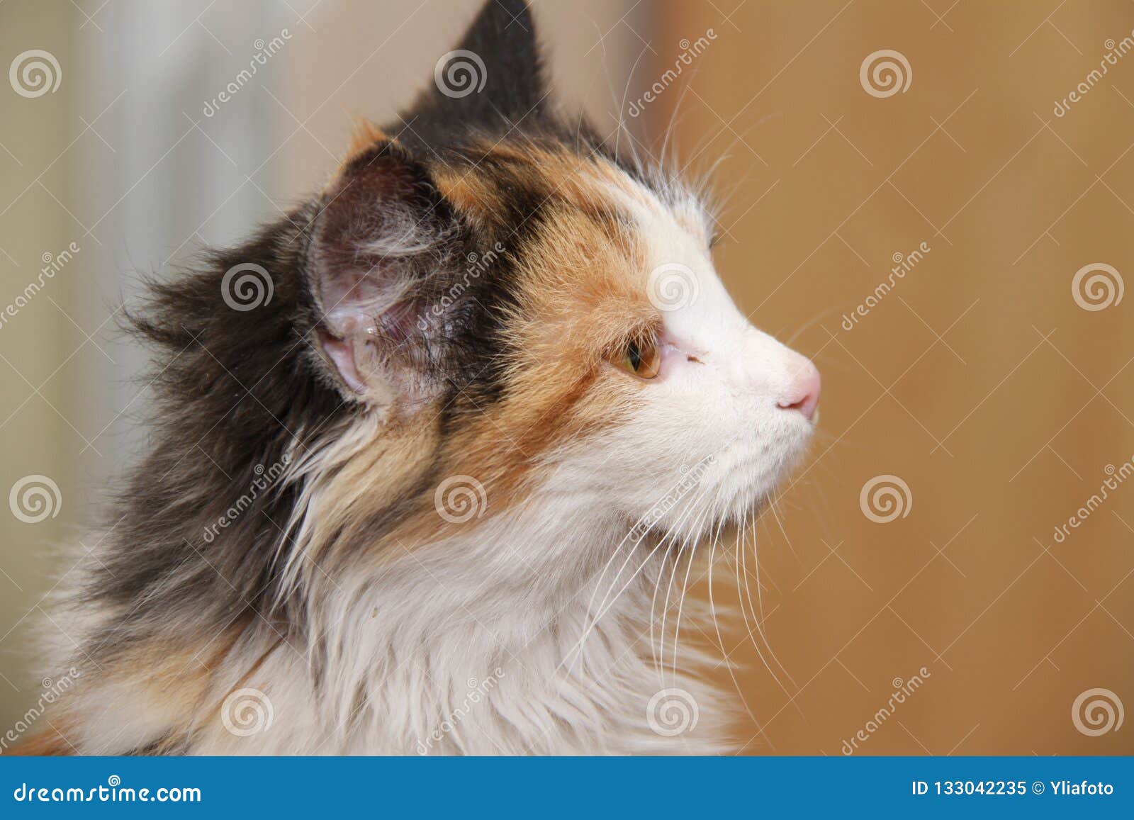 Cat Looks Different. Profile of the Cat Stock Image - Image of kitty ...