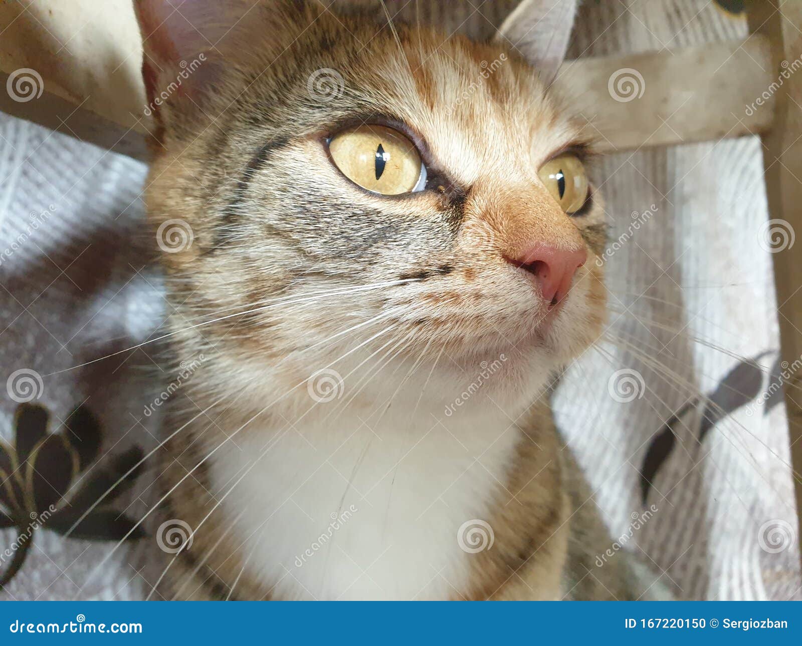 Cat looks in the future stock photo. Image of eyes, memories - 167220150