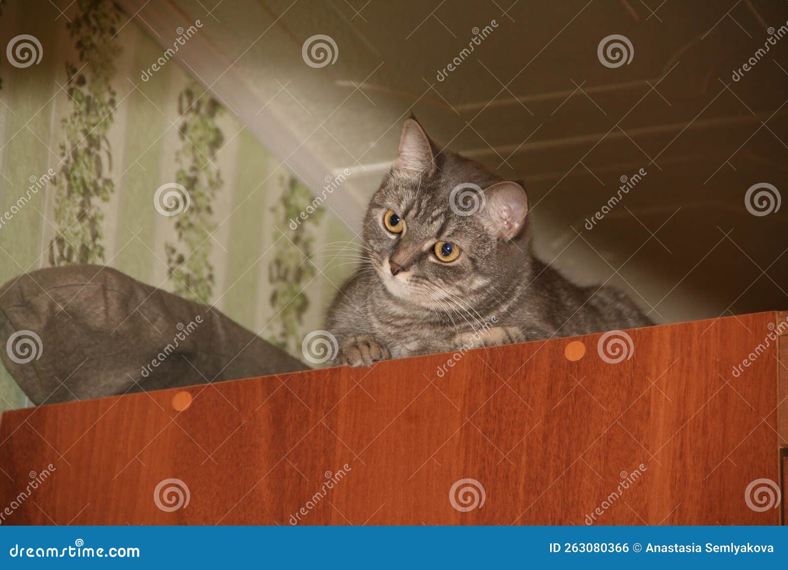 The Cat Looks with Interest from the Closet. Stock Photo - Image of ...