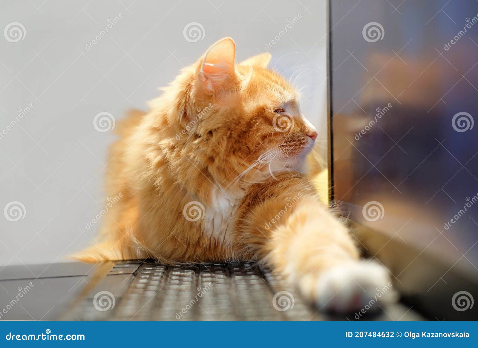 Cat Looks at the Laptop Screen. Freelance, Remote Work, Online Training ...