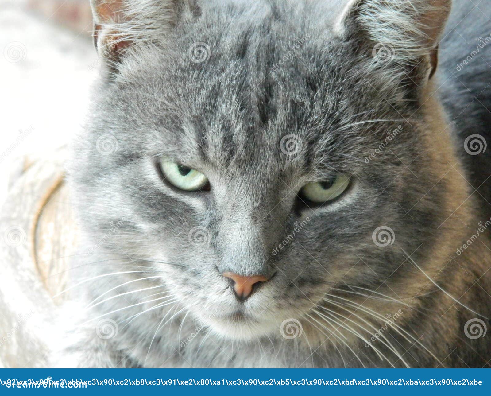 Angry Cat Looking into the Lens Stock Image - Image of lens, portrait ...