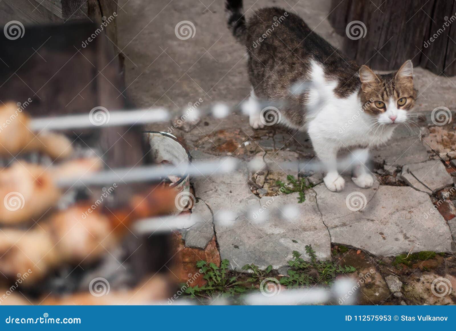 The Cat Looks at the Meat on the Grill. Stock Image - Image of lunch ...