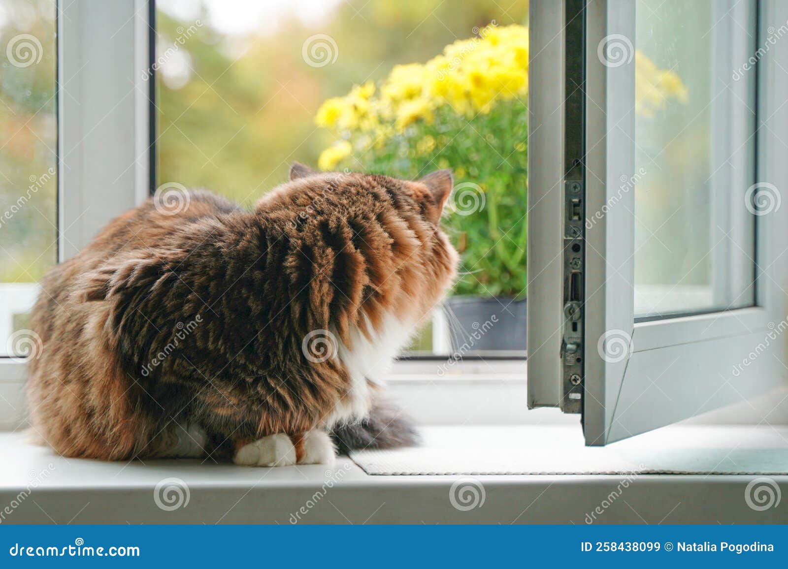 Cat Looks Out the Window in Autumn Stock Image - Image of white, house ...