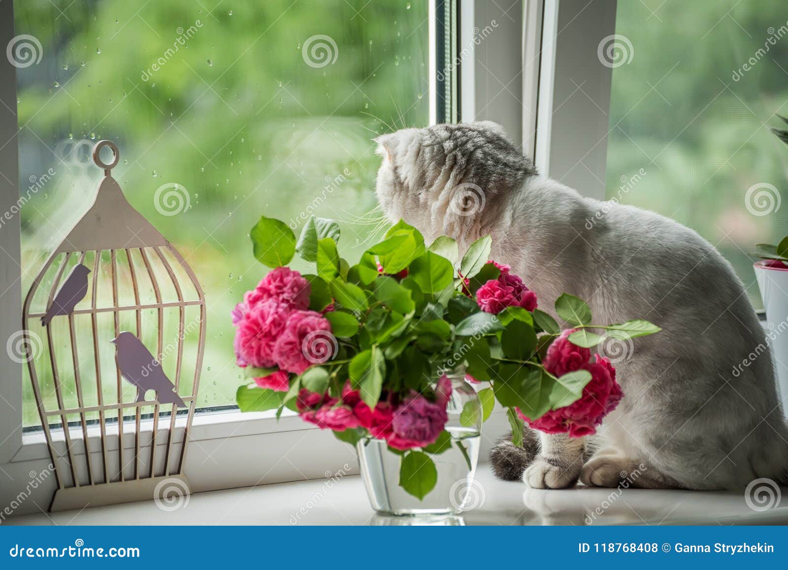 A Cat Looks Out the Window and a Bouquet of Flowers on the Windowsill ... A Cat Looks Out the Window and a Bouquet of Flowers on the Windowsill ...
