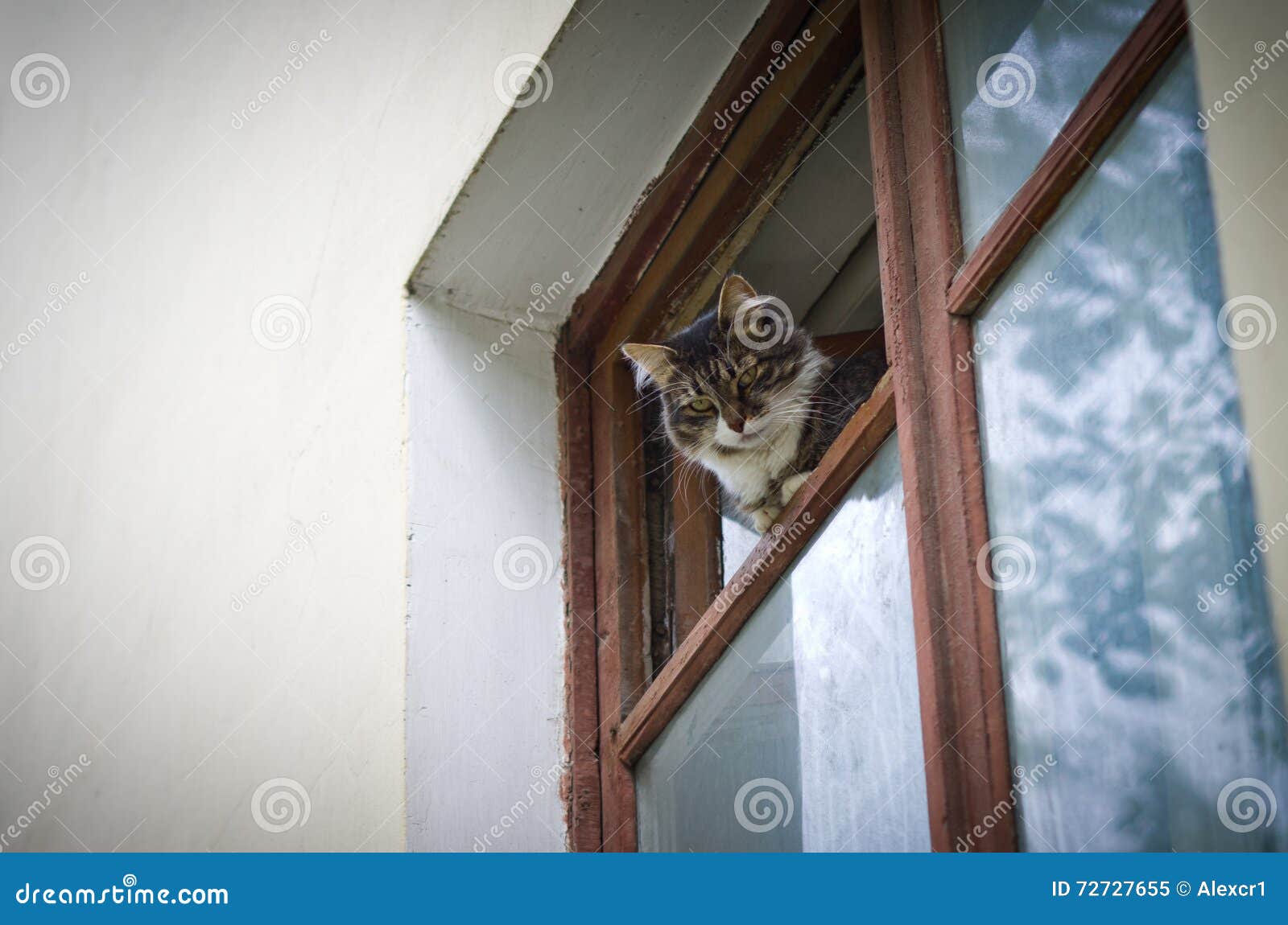 Cat Looks Out of the Window. Stock Image - Image of waiting, curious ...