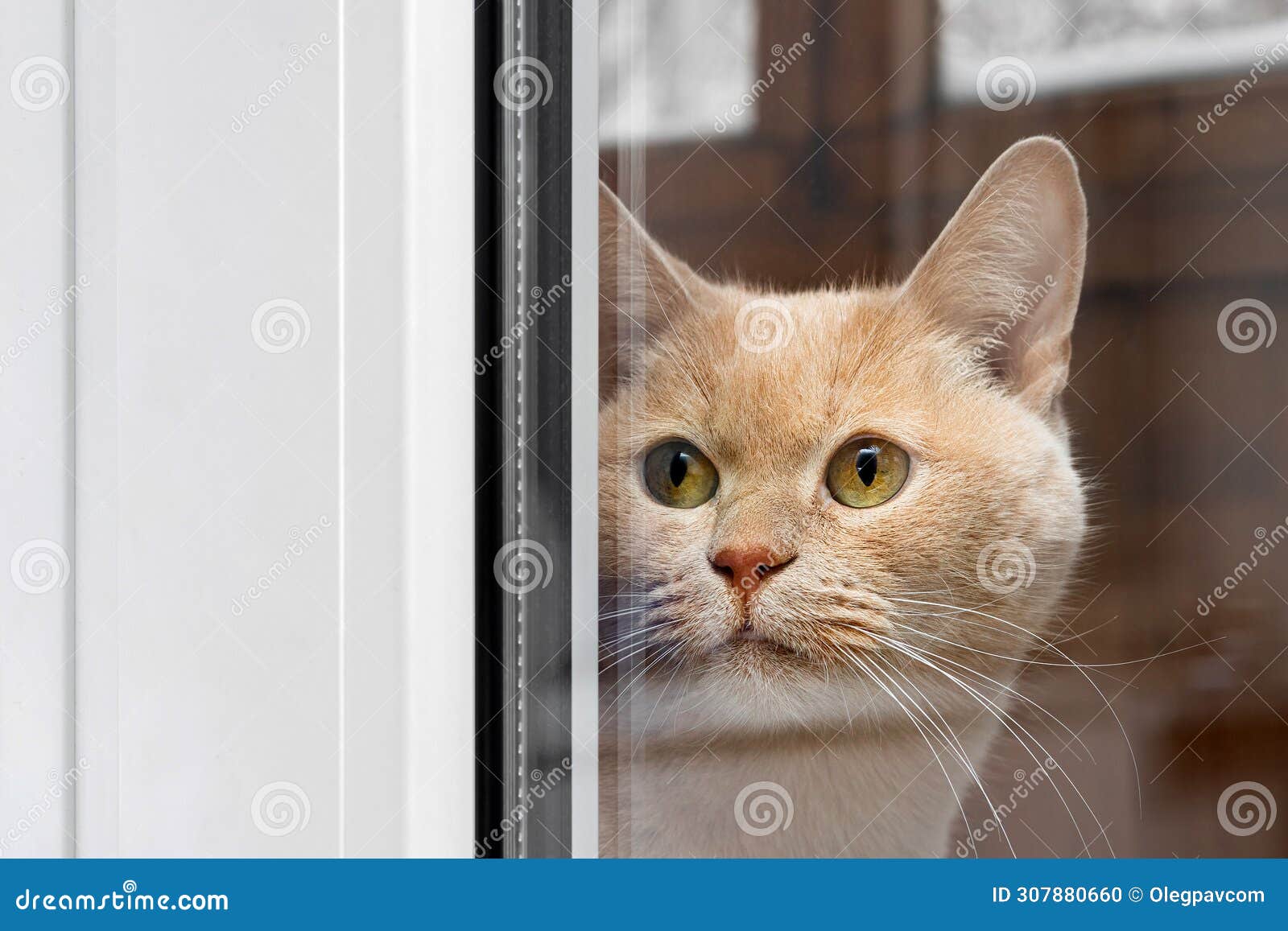 Cat Looks Out the Window, Shot through Glass. Stock Photo - Image of ...
