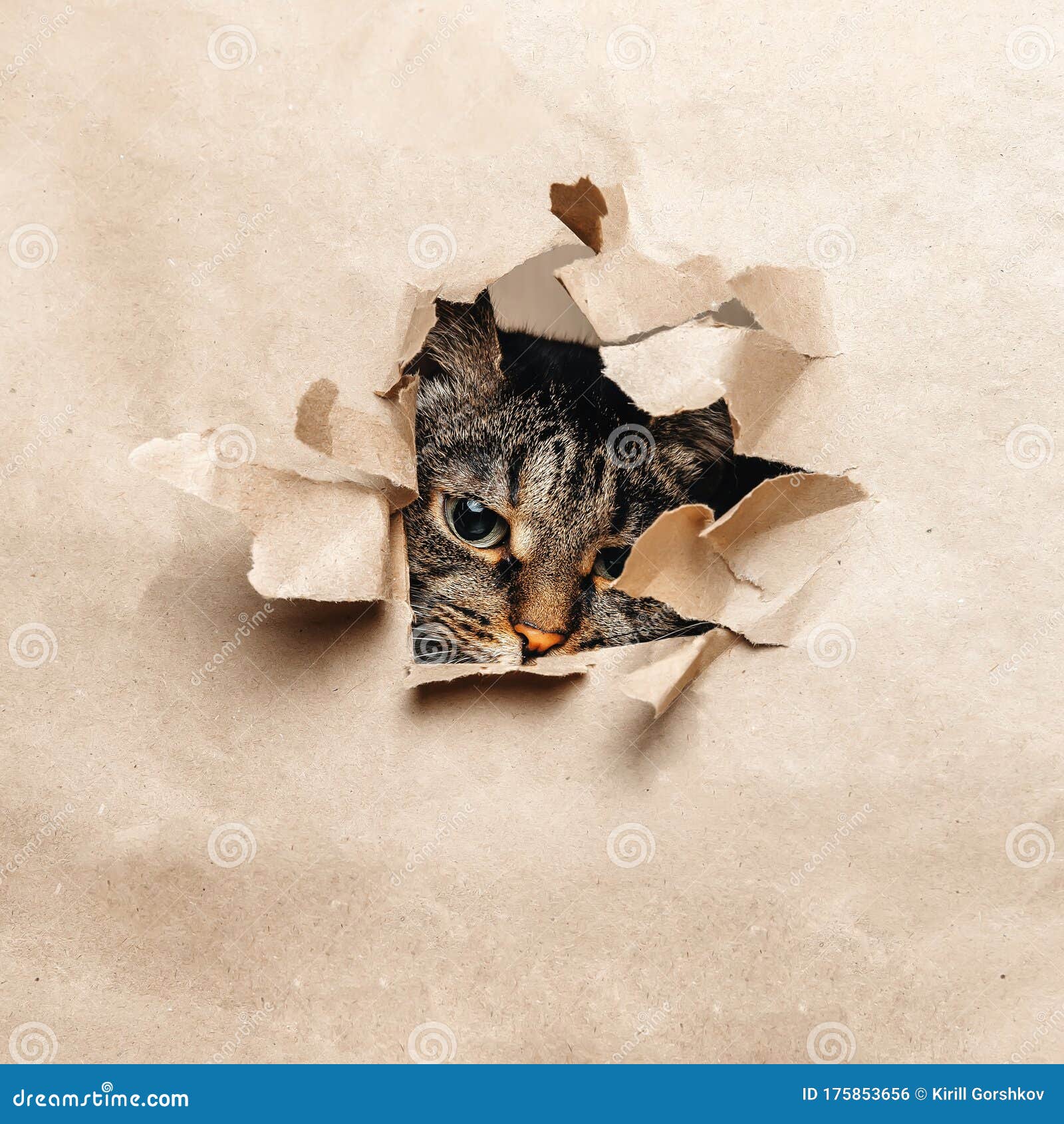 The Cat Looks Playfully through the Torn Paper Stock Photo - Image of ...