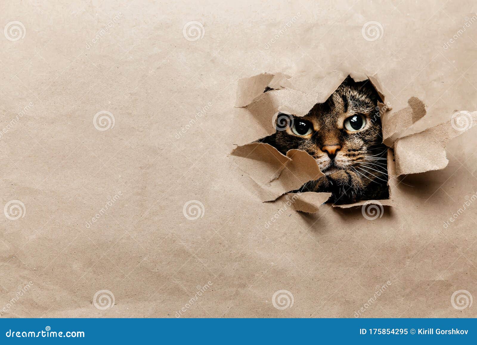 The Cat Looks Playfully through the Torn Paper Stock Image - Image of ...