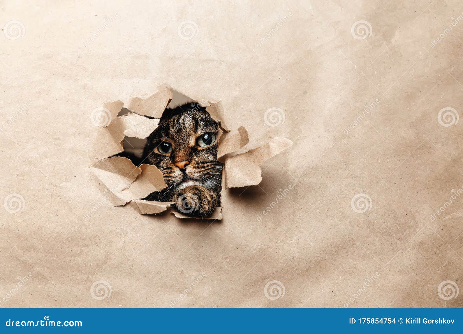 The Cat Looks Playfully through the Torn Paper Stock Photo - Image of ...