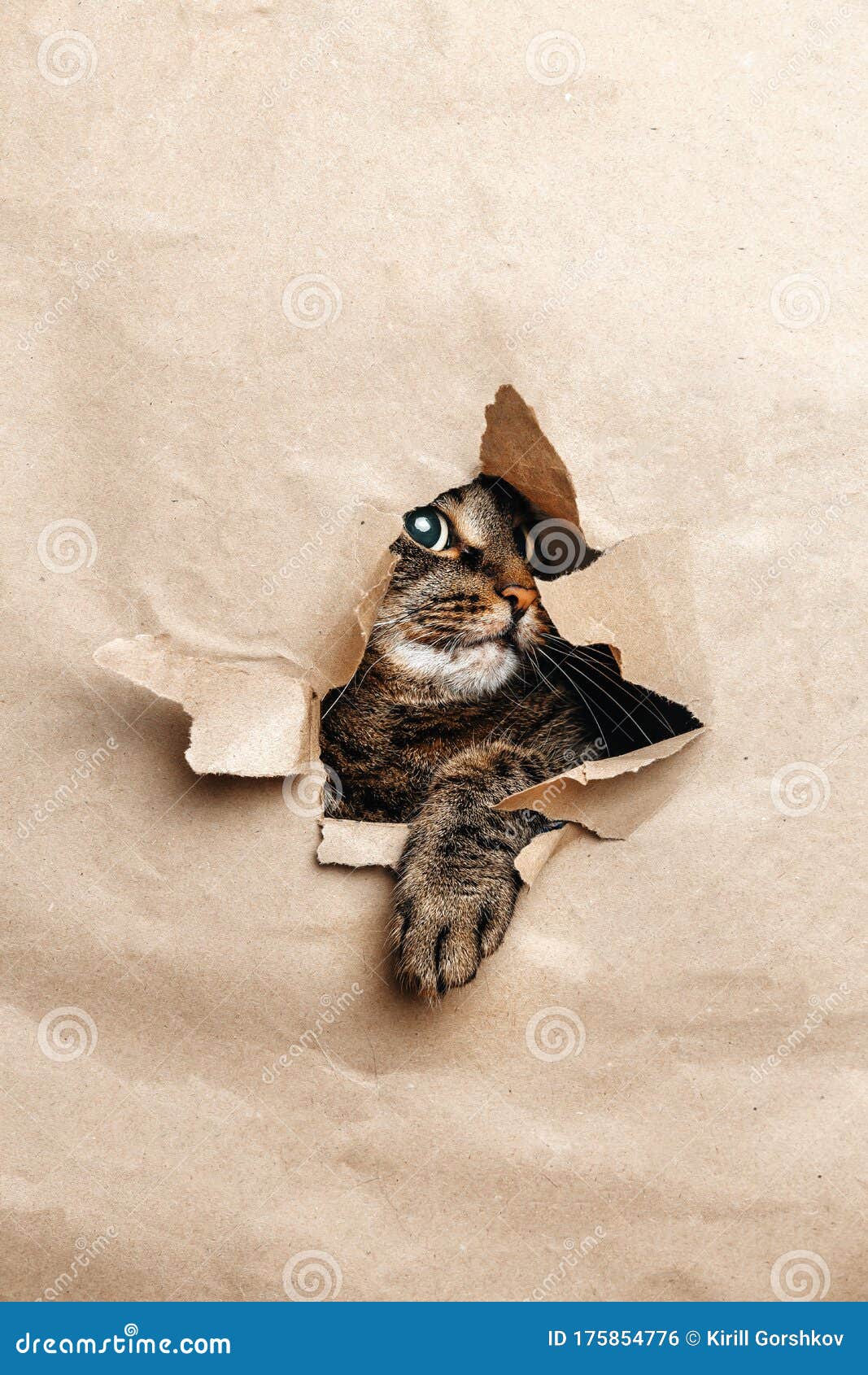 The Cat Looks Playfully through the Torn Paper Stock Photo - Image of ...
