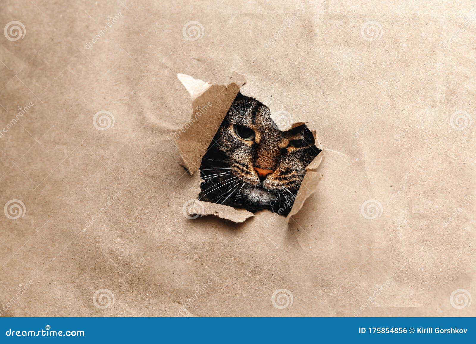 The Cat Looks Playfully through the Torn Paper Stock Photo - Image of ...