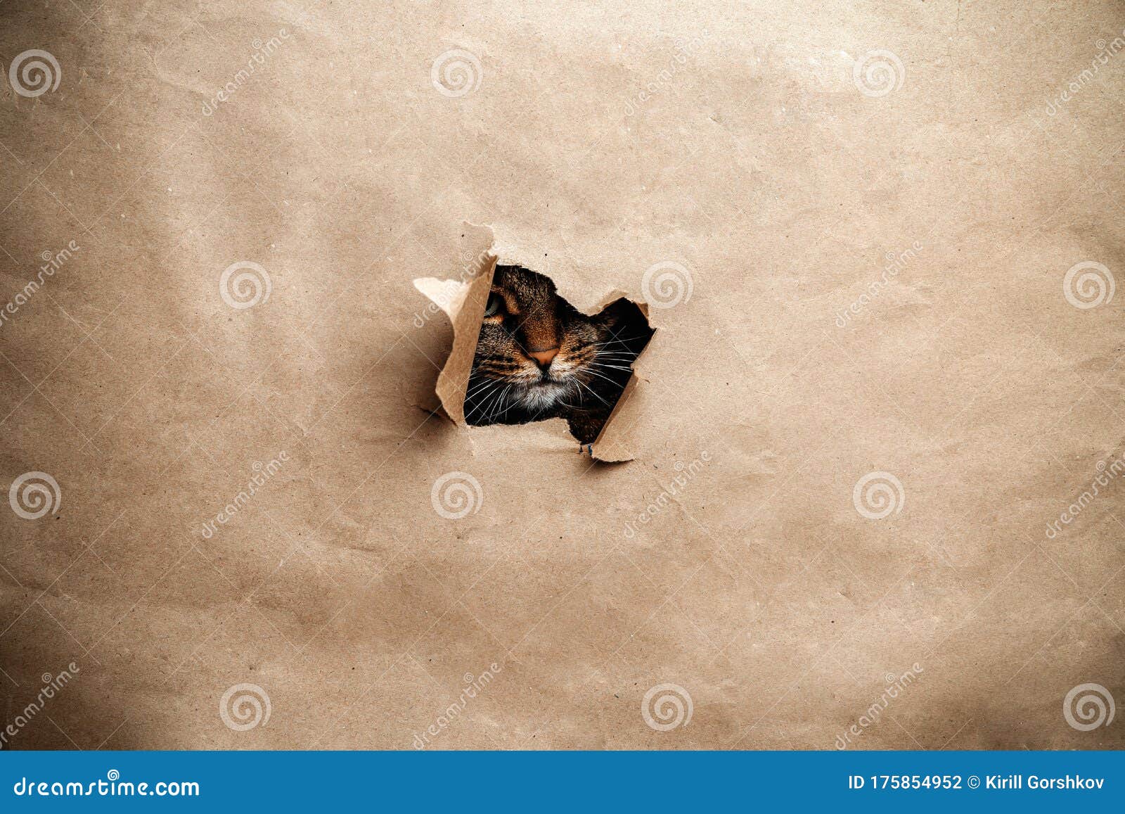 The Cat Looks Playfully through the Torn Paper Stock Photo - Image of ...