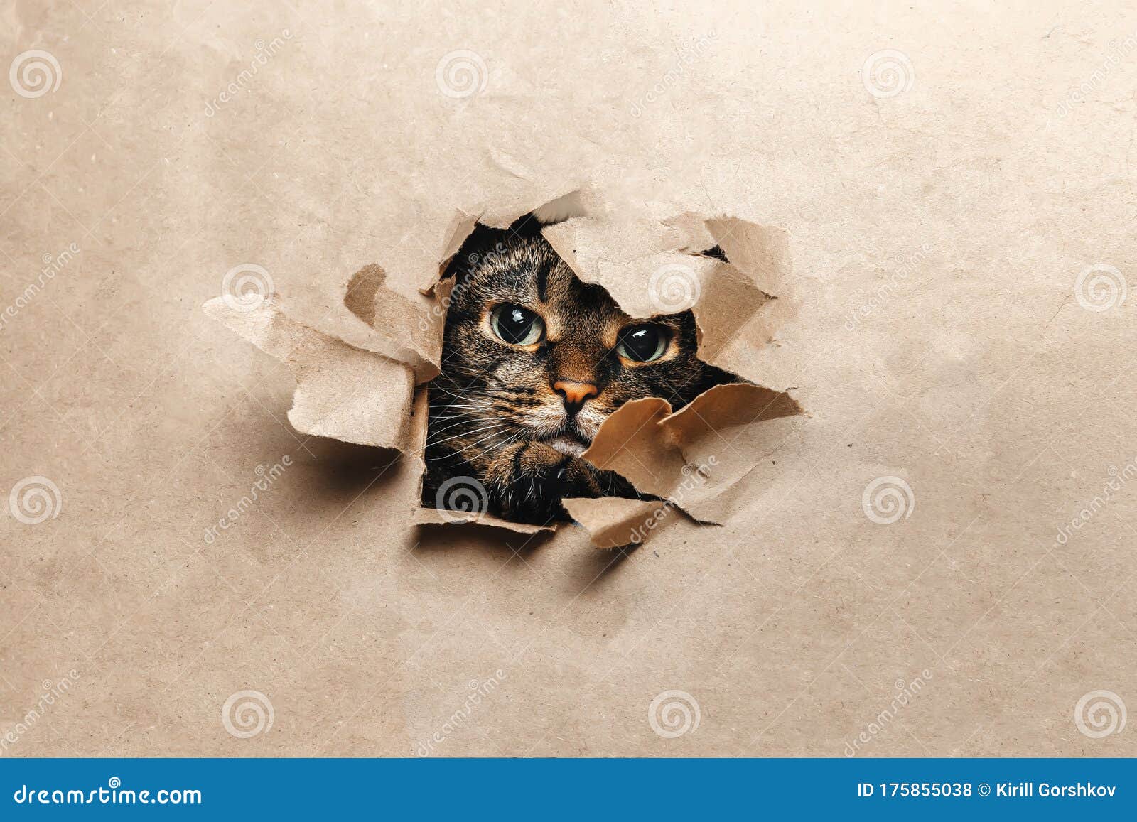 The Cat Looks Playfully through the Torn Paper Stock Photo - Image of ...