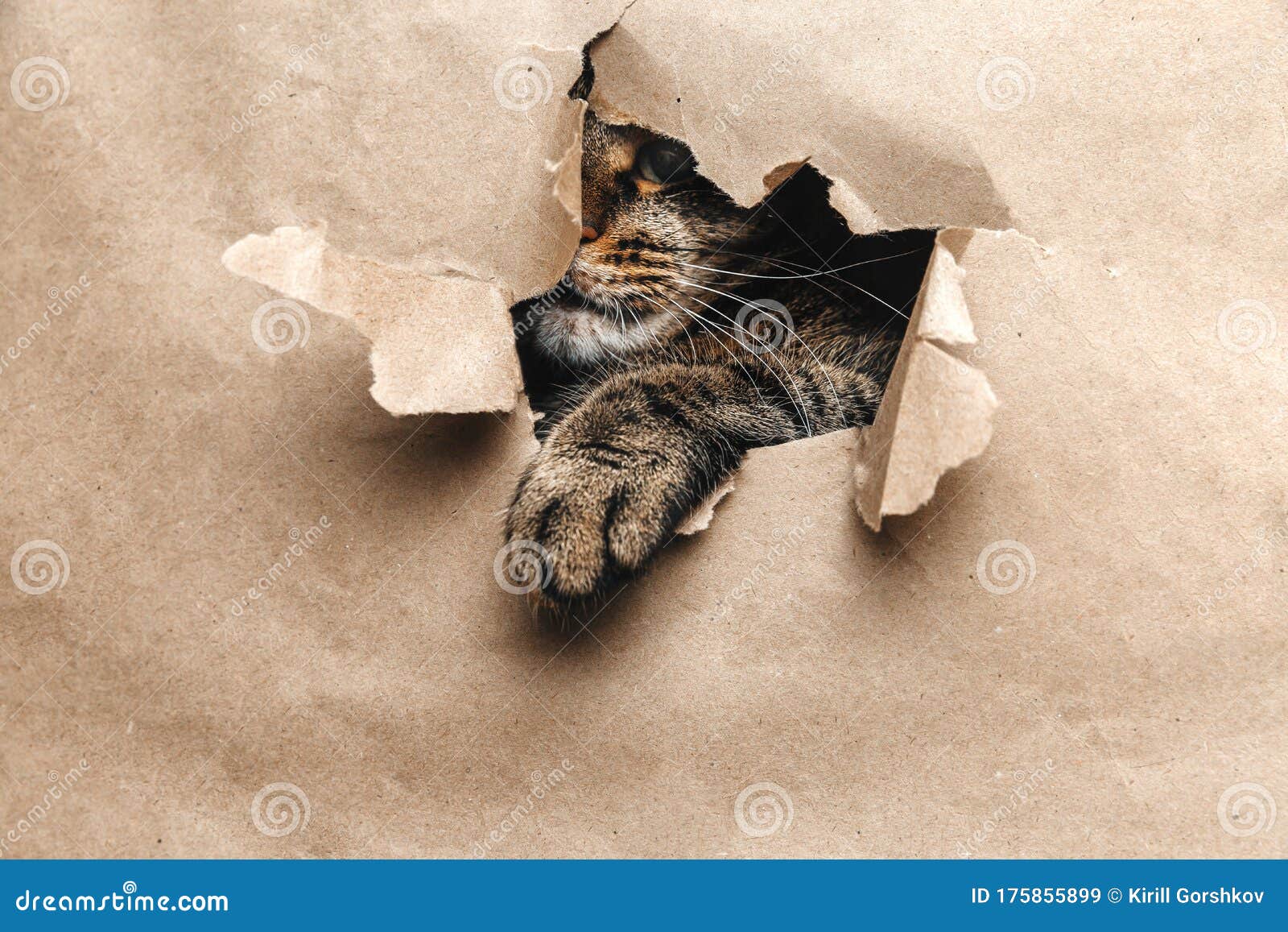 The Cat Looks Playfully through the Torn Paper Stock Image - Image of ...