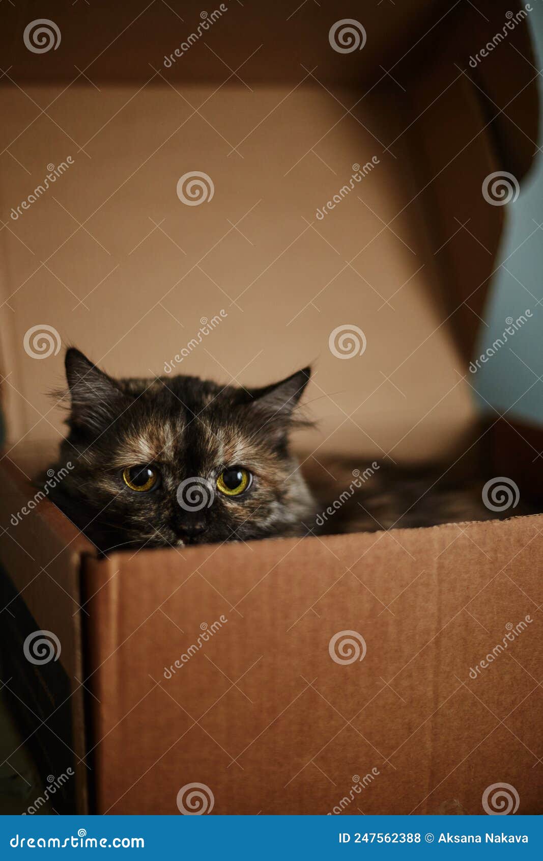 The Cat Looks Sad Looking Out of a Cardboard Box Stock Photo - Image of ...