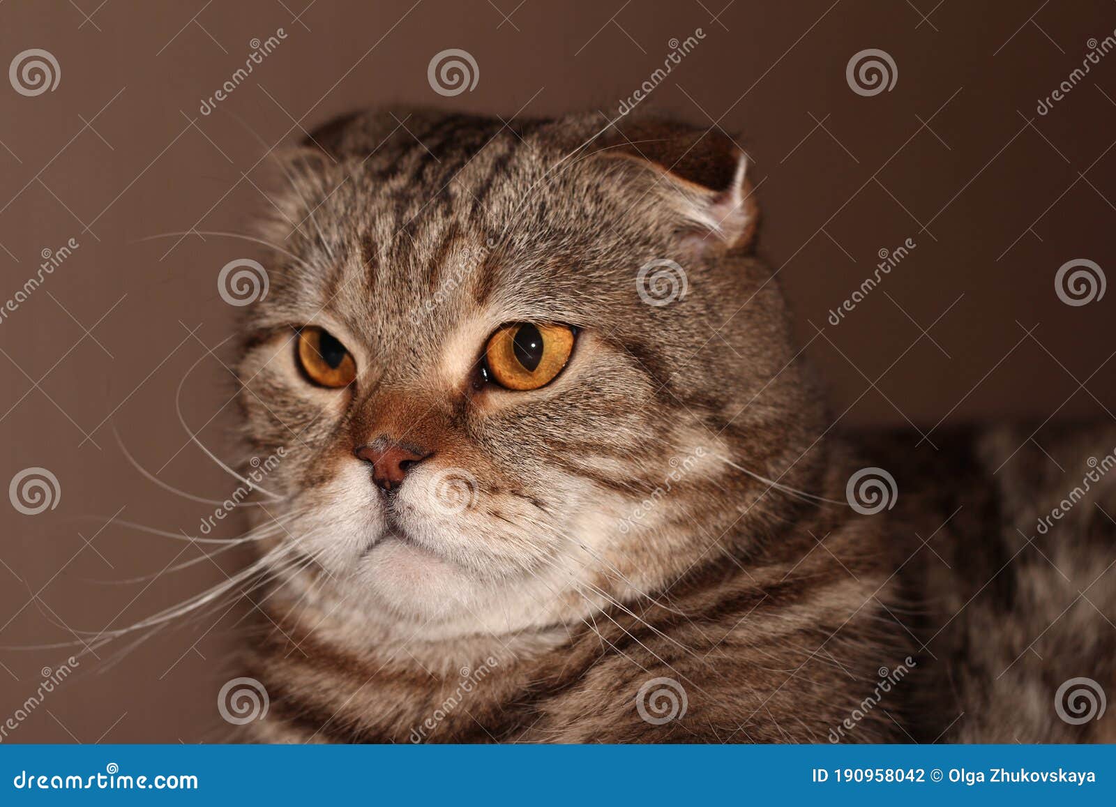 The Cat Looks To the Left. Lop-eared Pet Stock Photo - Image of white ...