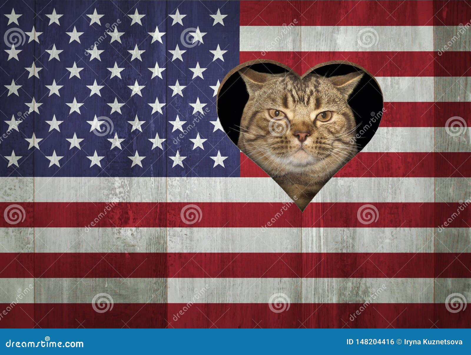 Cat Looks through the US Flag Stock Photo - Image of symbol, concept ...
