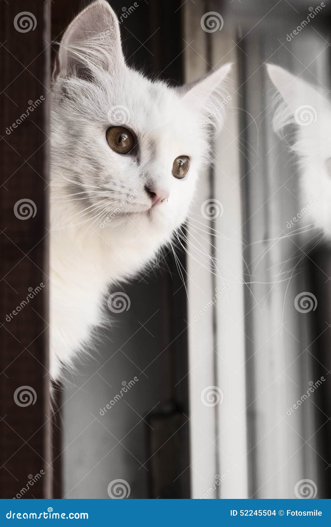 Cat Loooking Stock Photos - Free & Royalty-Free Stock Photos from ...
